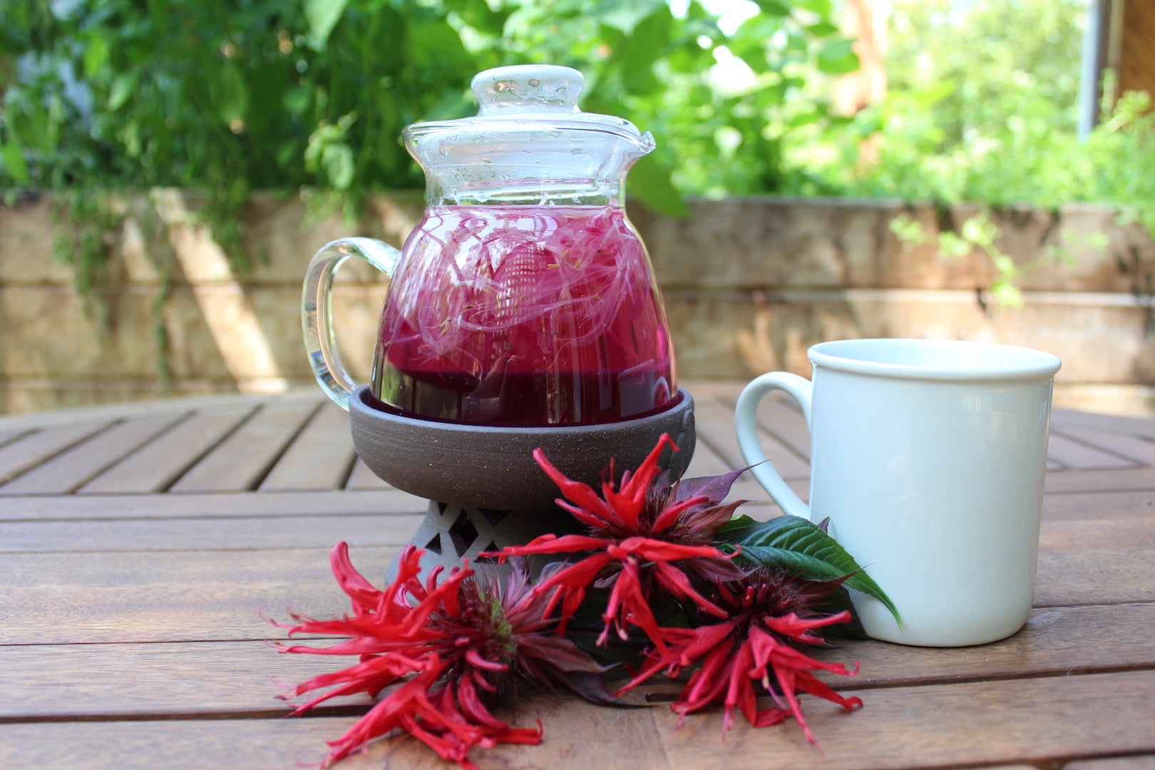 Bee Balm Tea - Ancient, Traditional, and Modern Benefits – Tea Life