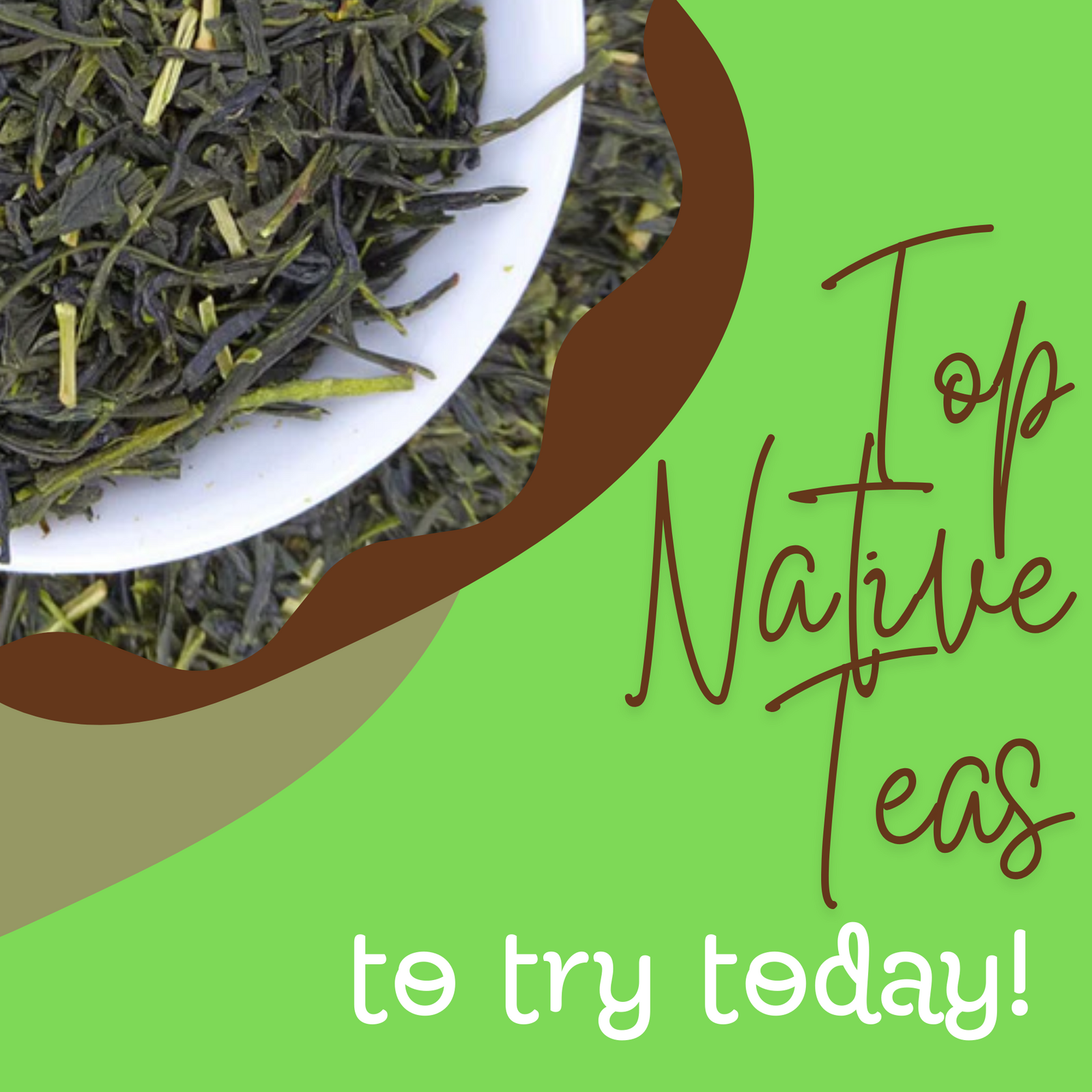 Top Native Teas to Try | Learn About Our Australian Teas – Tea Life