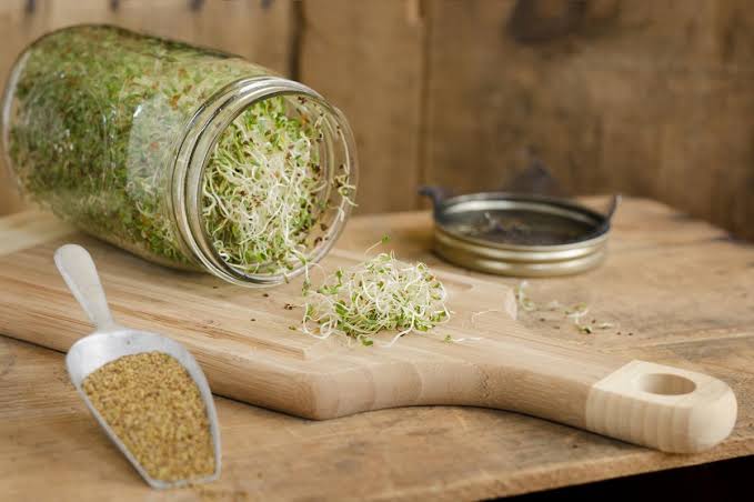 Alfalfa Tea - Ancient, Traditional, and Modern Benefits – Tea Life